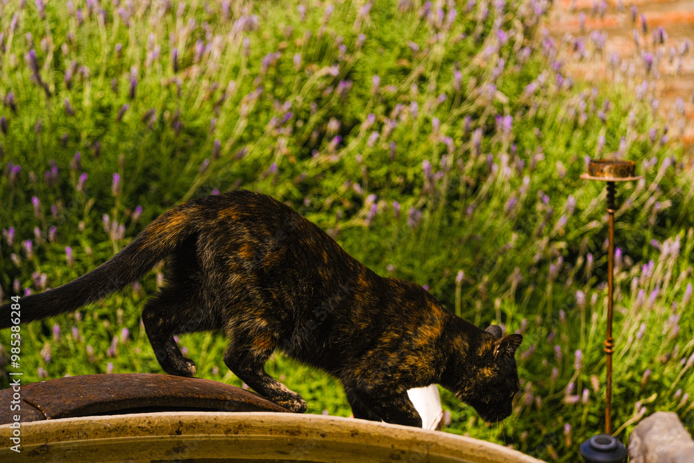 Poster Portrait of a Calico Cat: A Three-Colored Black and White Beauty ...