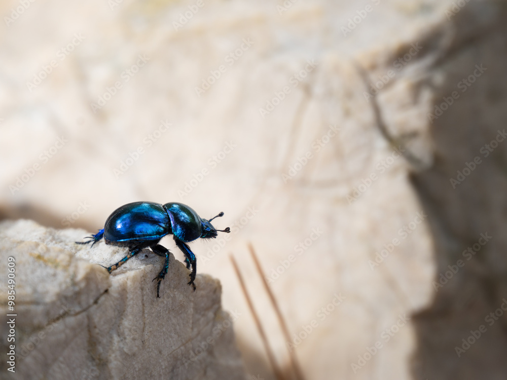 dung beetle Geotrupes earth-boring is a genus of earth-boring scarab ...