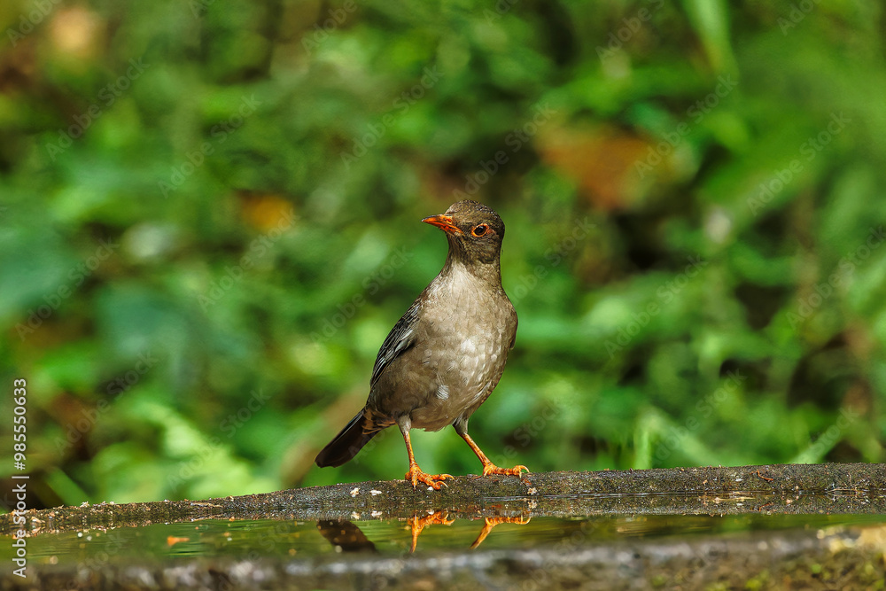Indian Blackbird Female sitting near water hole at Thattekad bird ...