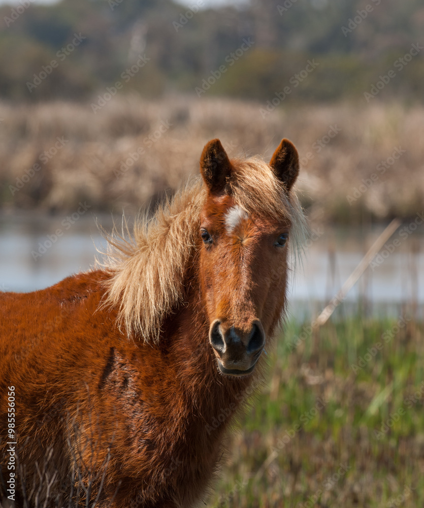 Portrait or head shot of the Corolla horse of the outer banks of North ...