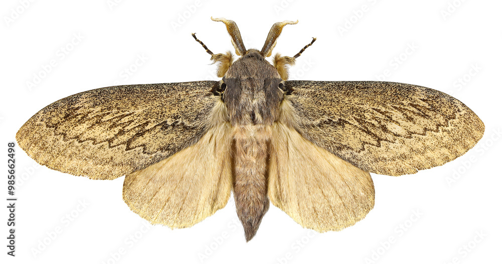 Cypress moth, Pachypasa otus or Sphinx otus (Lepidoptera: Lasiocampidae ...