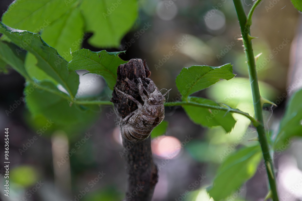 Close-up of an insect shell on a tree. A cicada pupa. The cicada shell after molting. A cicada ...