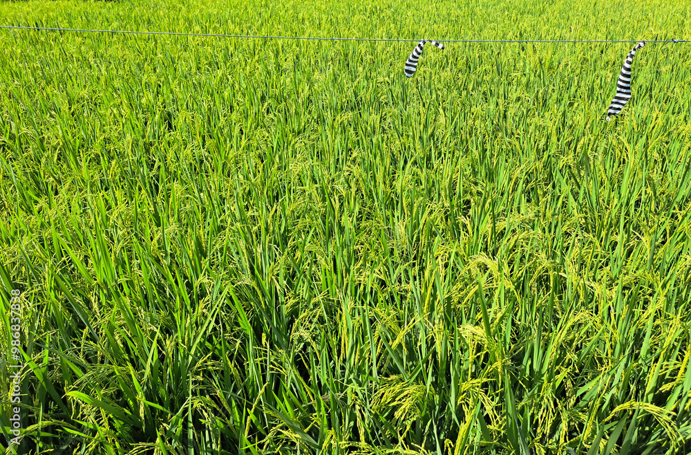 Green paddy field with ripe paddy ready for harvest, tropical rice ...
