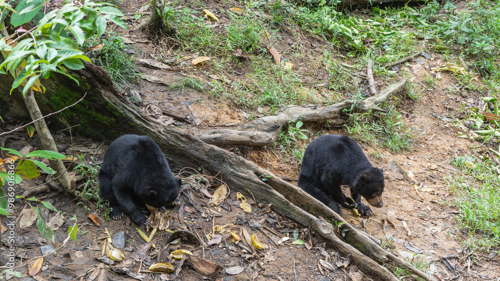 Two biruangs are feeding. Endemic bears sit on the ground, at the roots ...