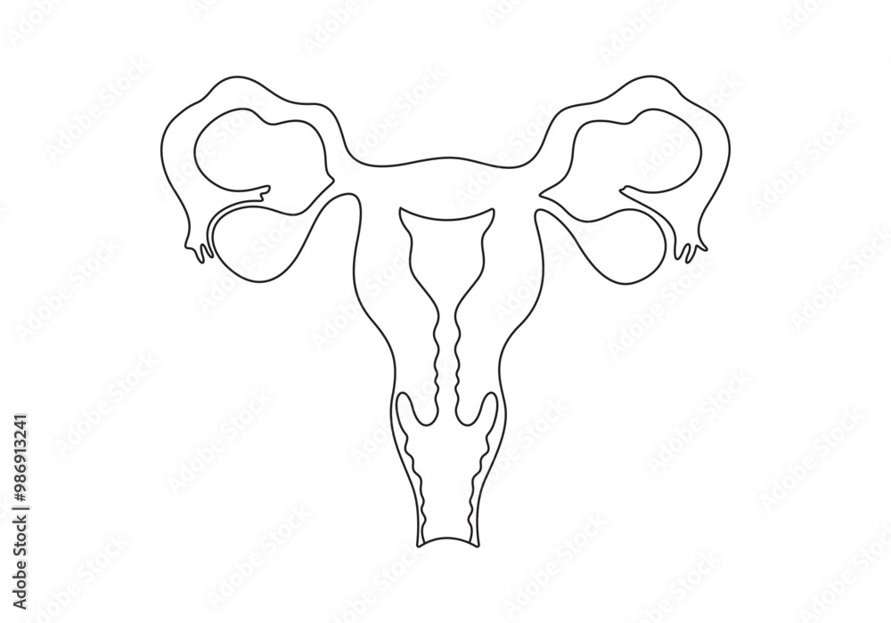 Female reproductive uterus of continuous one line drawing. Isolated on ...