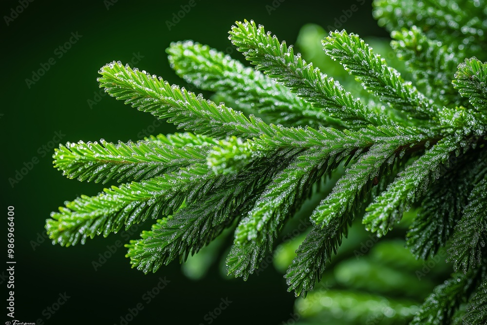 Leaf on a tree branch is wet and green. The leaf is surrounded by a ...
