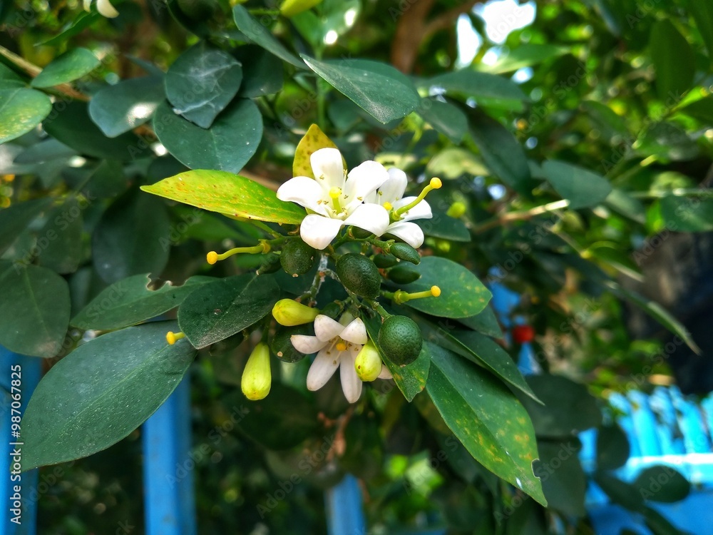 Murraya paniculata, commonly known as orange jasmine, orange jessamine ...