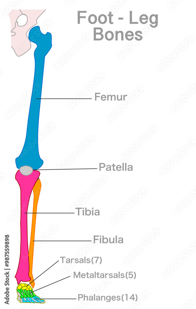 Leg, foot bones anatomy and names. Femur, tibia, fibula, patella ...