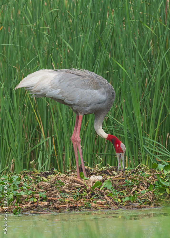 Sarus Crane in the nest. The Sarus crane (Grus antigone) is the world's ...