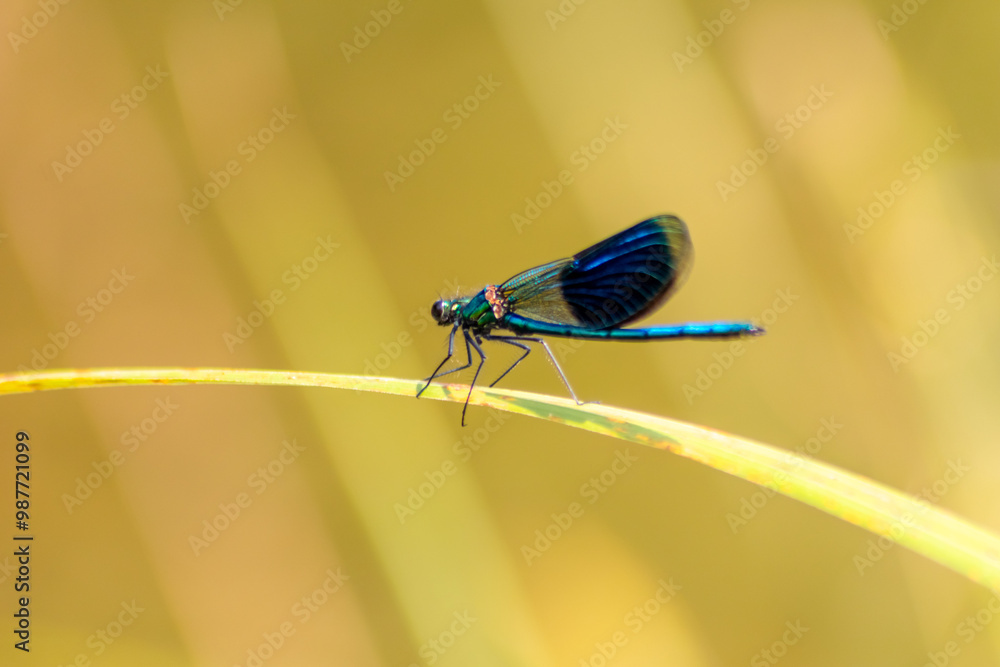 Blue male banded demoiselle Calopteryx splendens at a river on the hunt ...