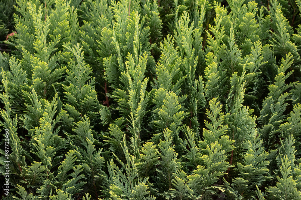 Italian cypress background or Mediterranean cypress background in close ...