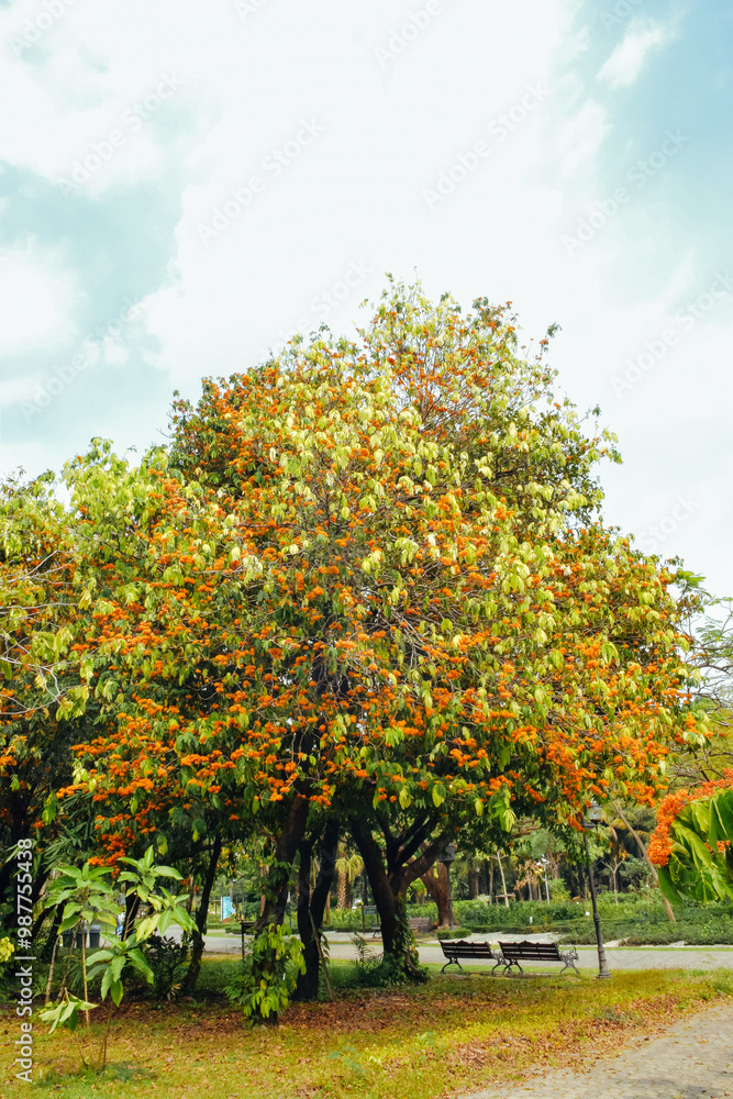 Ashoka tree (Saraca indica L.), or Sorrowless tree, blooms in bright ...