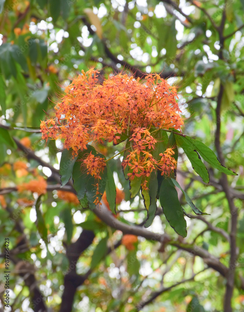 Ashoka flowers (Saraca indica L.), also known as the Sorrowless tree ...