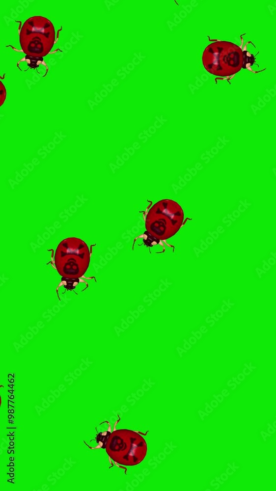 Swarm of 13 Bloody Horror Pirate Ladybugs - Random Crawling Loop ...