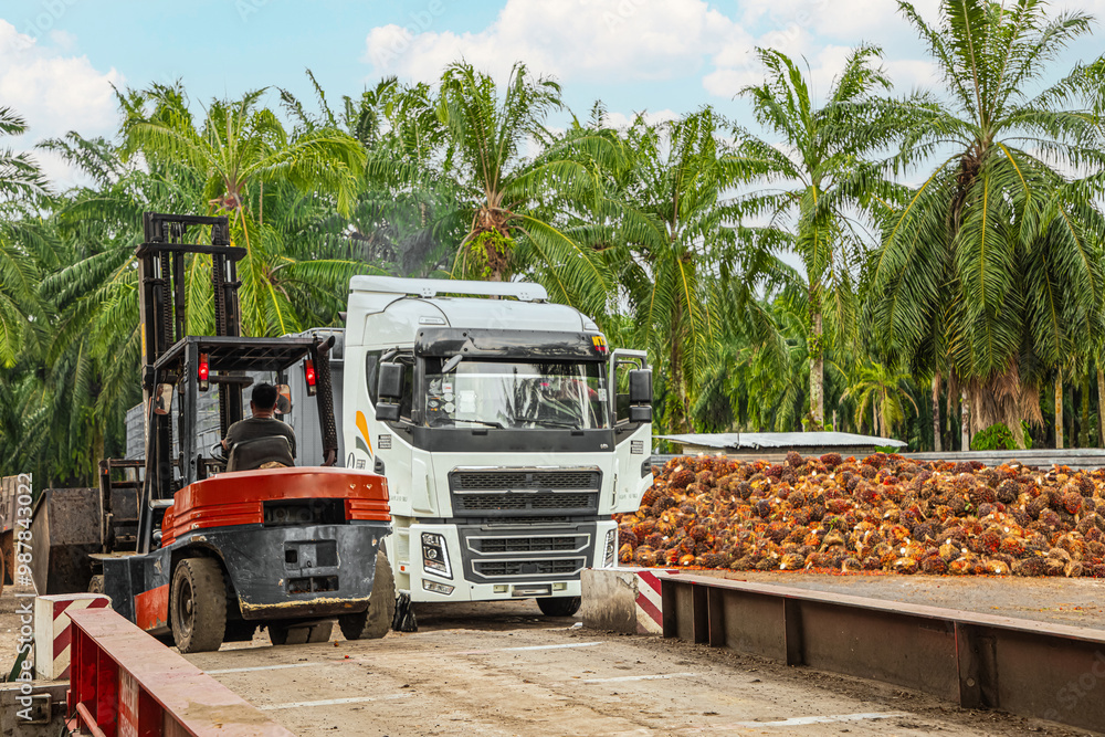 worker operates a forklift to unload harvested palm oil fruit Stock ...