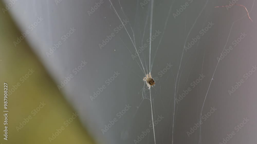 Aphids destroy green plant, cobwebs and many insect pests, Aphids eat ...