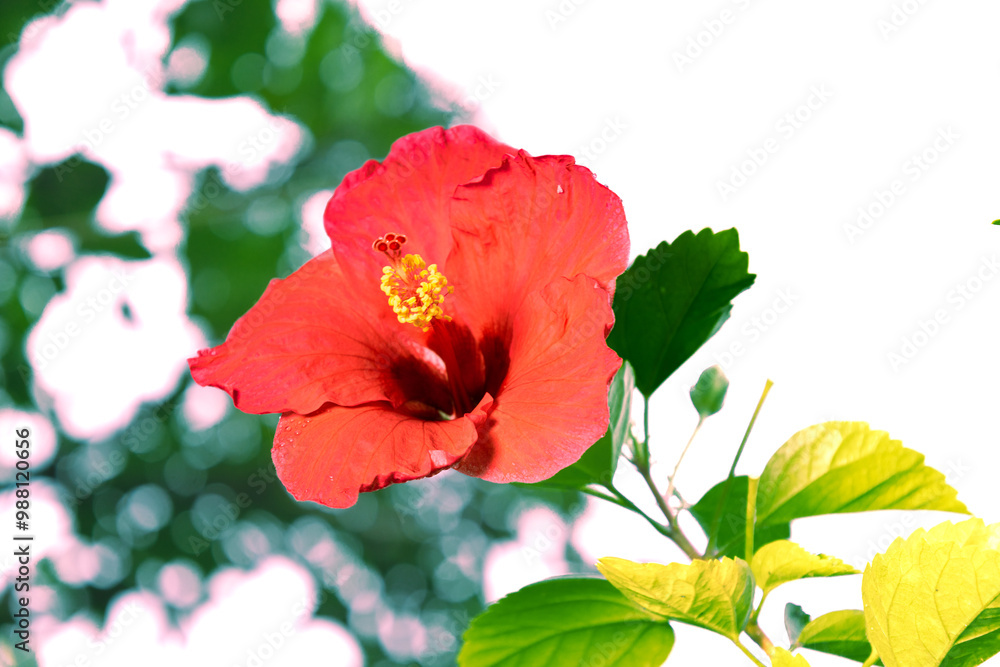 Large bright red flowers of hibiscus bloom in Myanmar in the morning ...