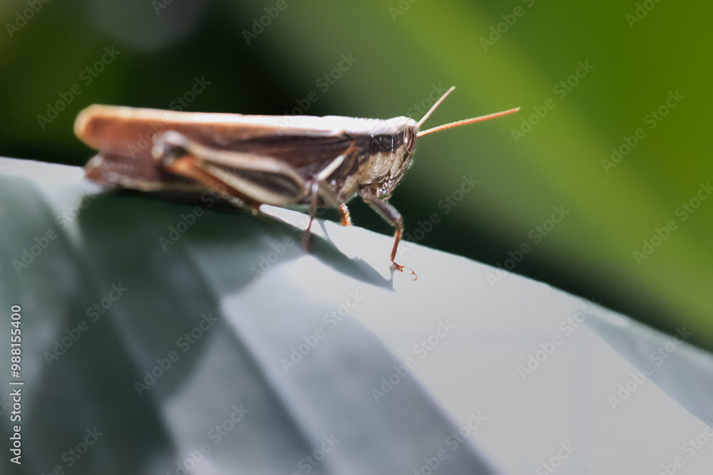 A macro photograph of a brown grasshopper perched on a leaf. The insect ...
