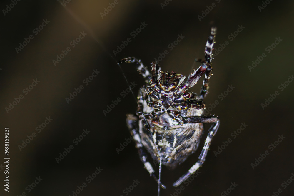 A lone spider hangs upside down in its web, its body silhouetted ...