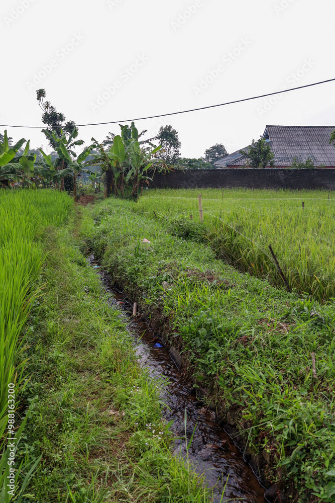 Poster Rice field embankments and irrigation channels – Wall Art ...