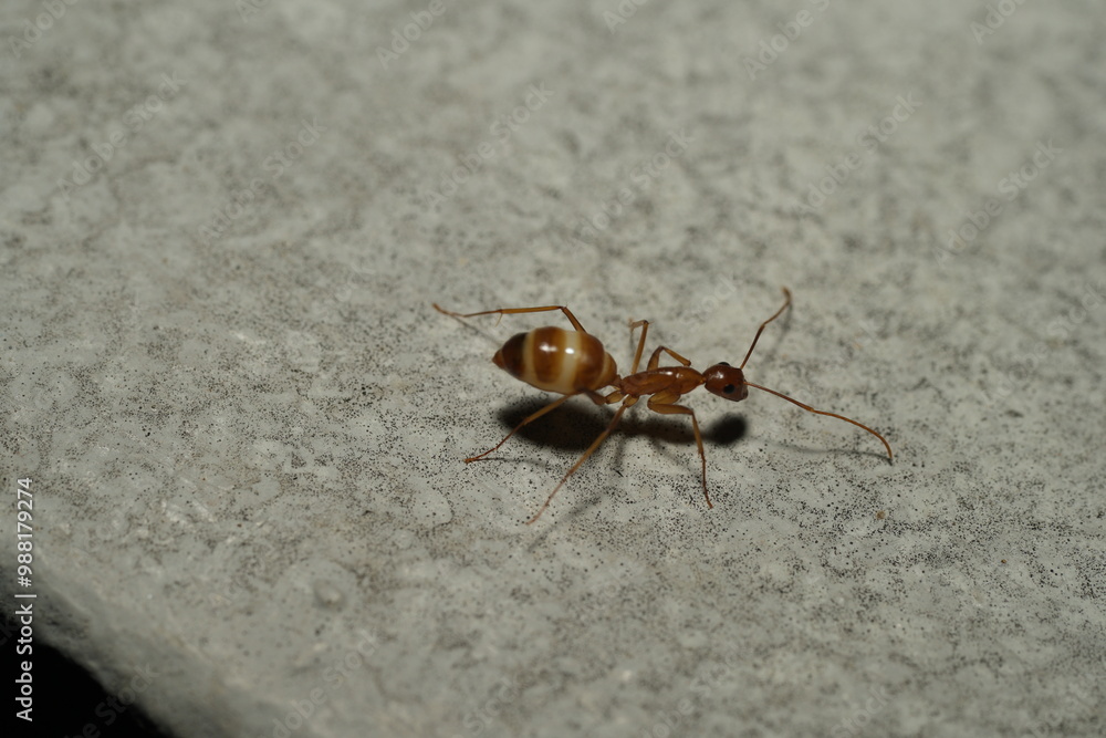 The American carpenter ant (Camponotus spp.) is one of the most common ...