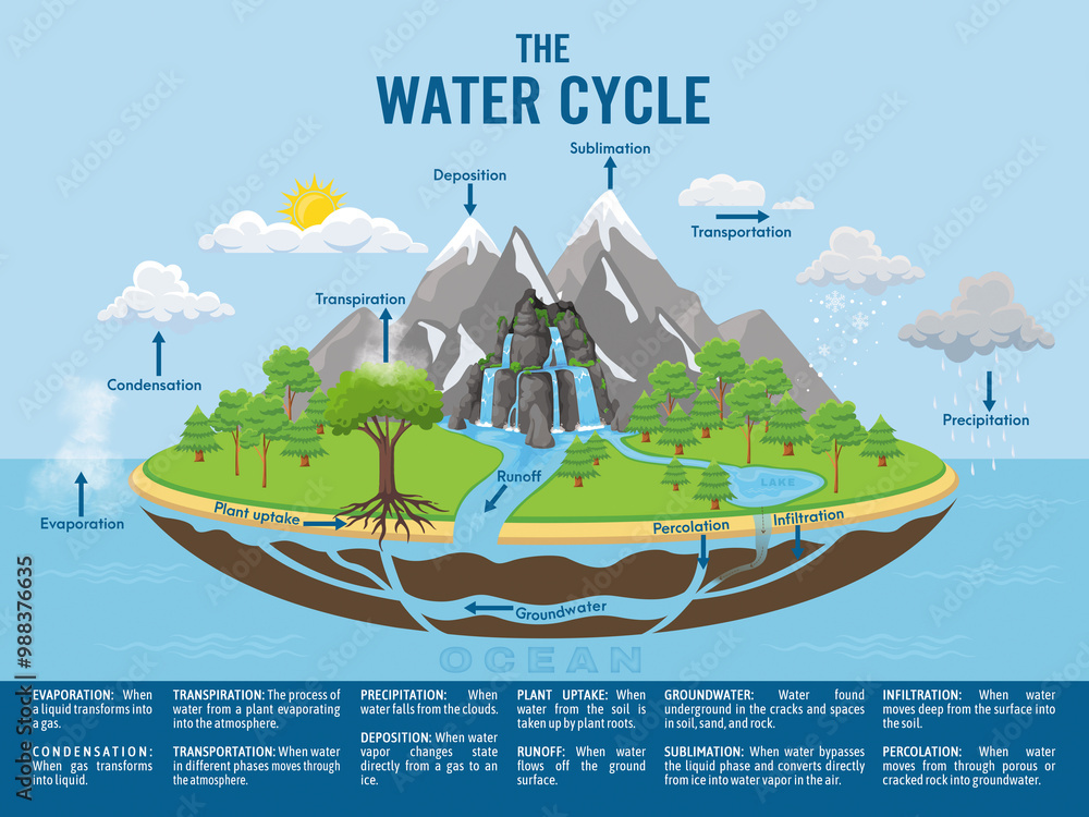 Water cycle infographic. Ecosystem concept. Water recycle, evaporation ...