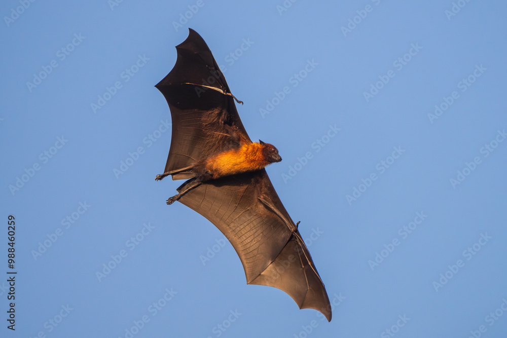 Indian Flying Fox (Pteropus giganteus) also known as the Greater Indian ...