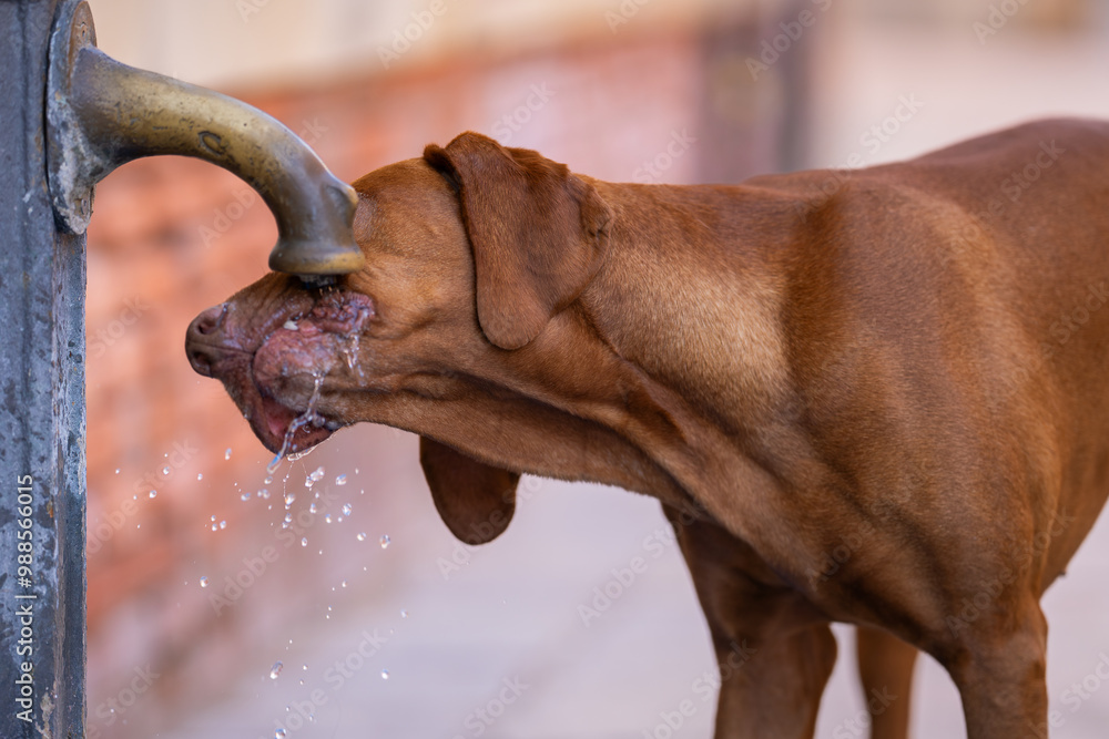 An old Vizsla also known as Hungarian Vizsla, Magyar Vizsla or ... An old Vizsla also known as Hungarian Vizsla, Magyar Vizsla or ...