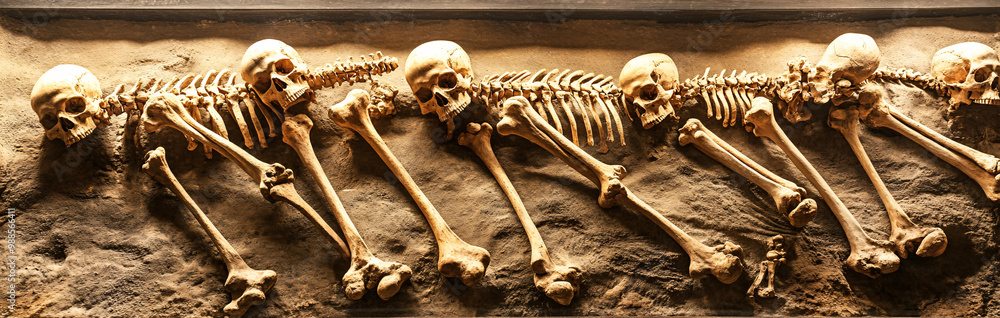 Skeleton. Human bones meticulously arranged in a display case. Isolated ...