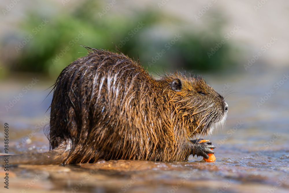 Nutria (Myocastor coypus) or or swamp rat is eating carrot in water ...