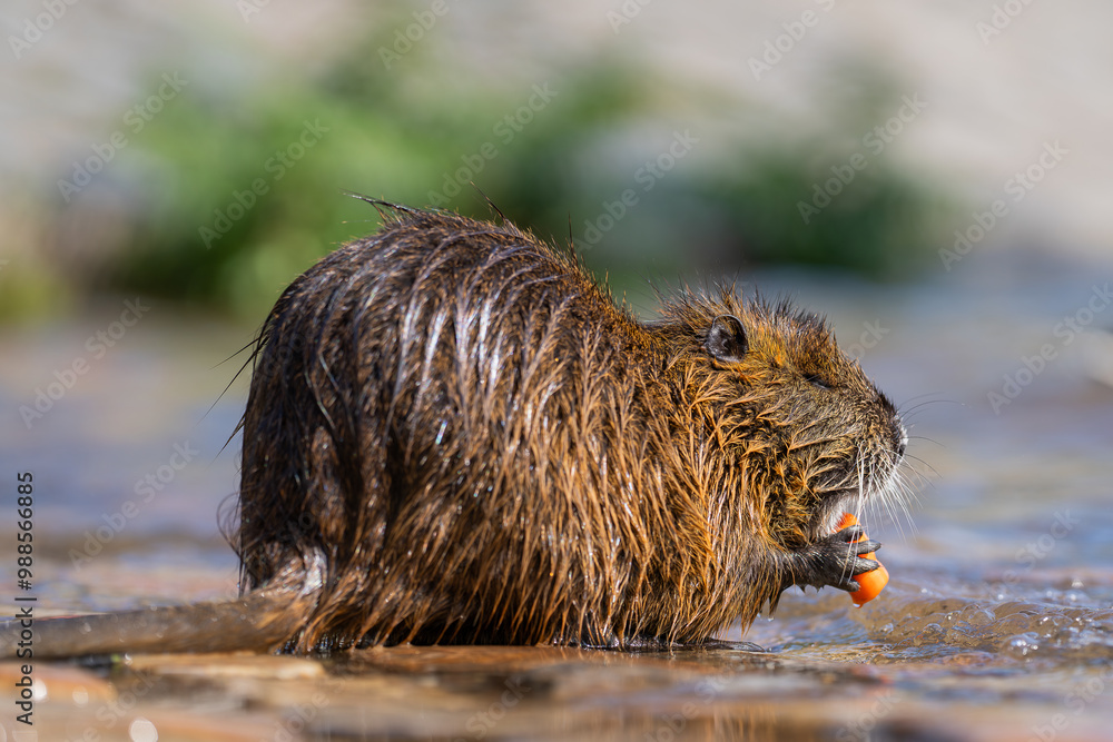 Nutria (Myocastor coypus) or or swamp rat is eating carrot in water ...