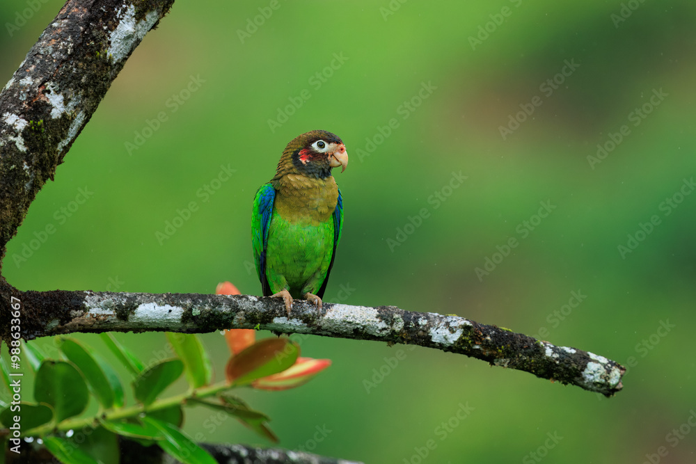 Poster Brown-hooded parrot, The brown-hooded parrot (Pyrilia haematotis ...