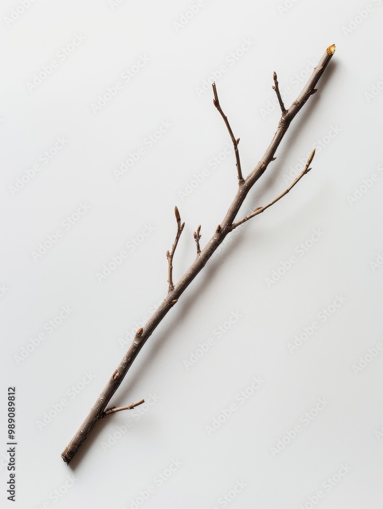 A single bare tree branch against a neutral background. The branch is ...
