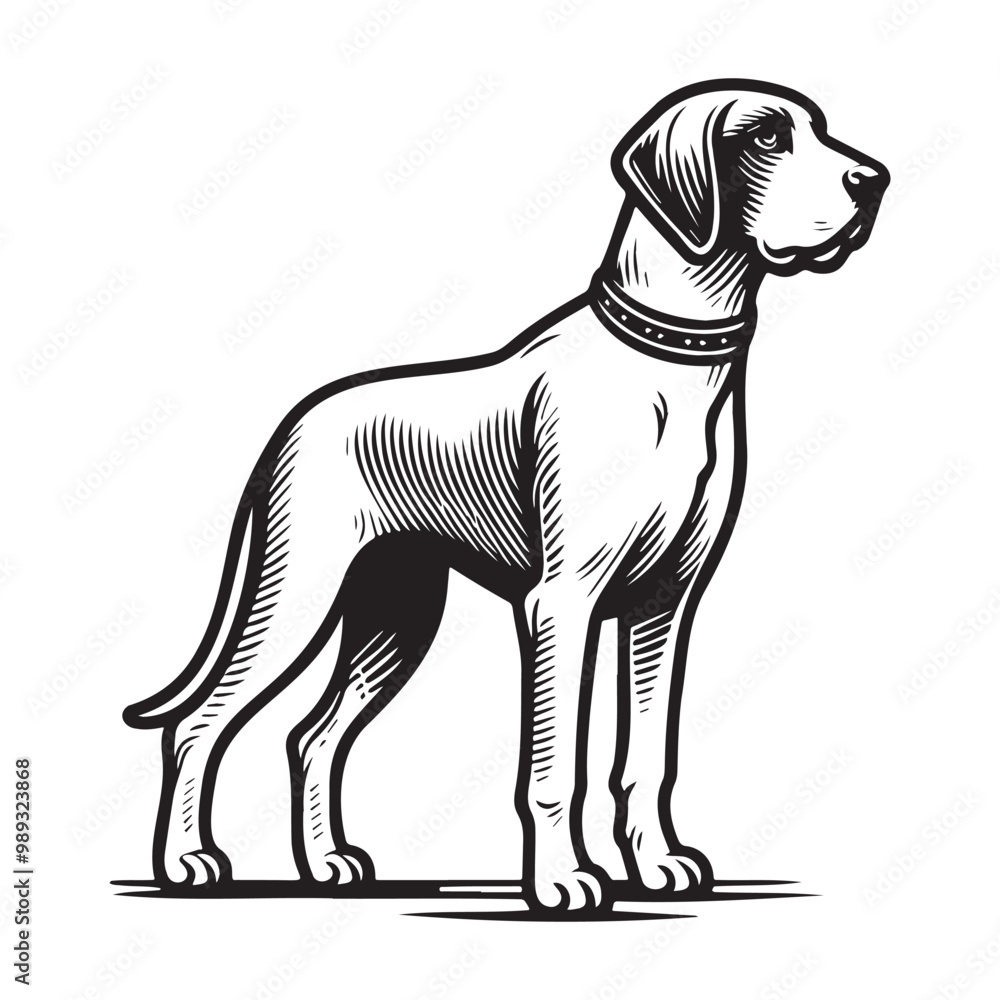 Pointer Dog Silhouettes, Pointer dog logo English pointer silhouettes ...