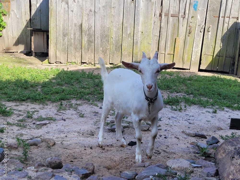 Goat n organic animal farm freely grazing in yard on ranch background ...