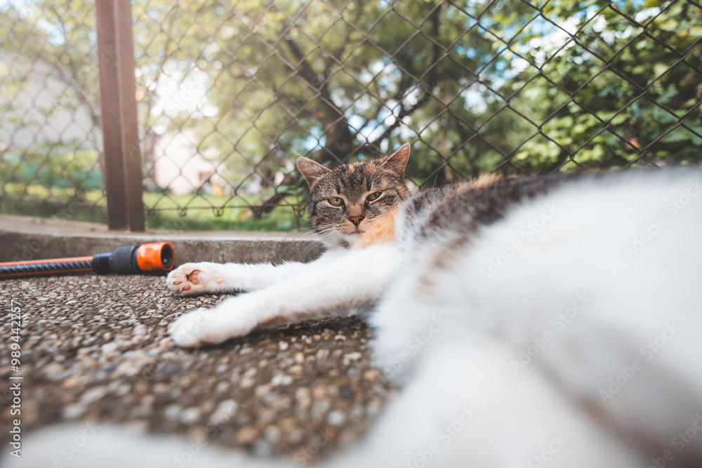 Relaxed calico cat stretches out lazily and going to sleep, enjoying ...