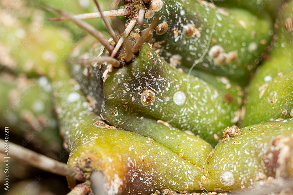 Diaspis is a genus of scales and mealybugs in the family. Scale insects ...