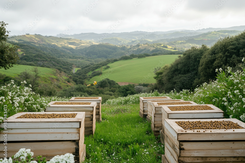 A bee farm with rows of wooden hives set against a lush, green ...