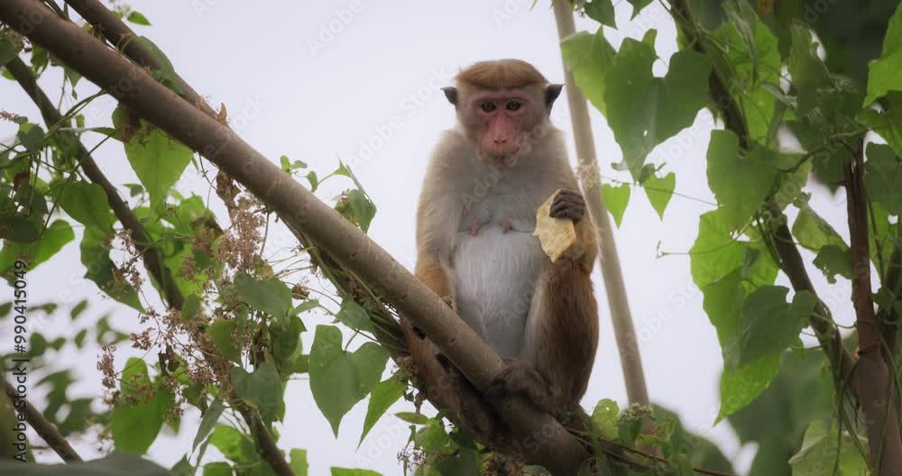 Monkey Eating Cracker While Sitting in Tree Stock Video | Adobe Stock