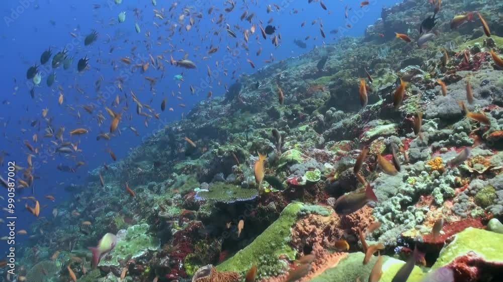 Stunning image showcasing vibrant coral reef teeming with diverse ...