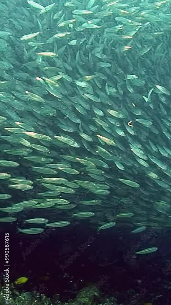 Experience mesmerizing dance of sardines and explore breathtaking ...