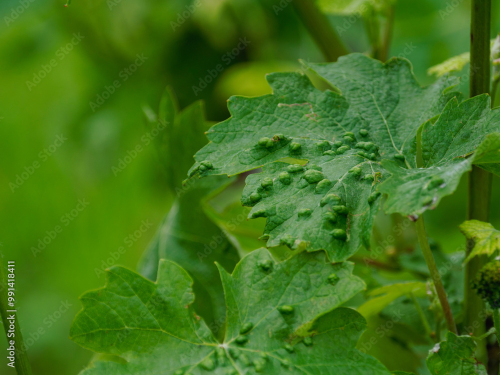 Grapevine leaf showing symptoms of phylloxera infection Stock Photo ...