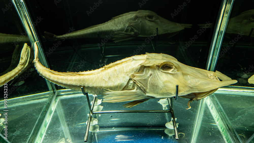 The body of a preserved Armored Gurnard fish ( Satyrichthys Welchi ) is ...