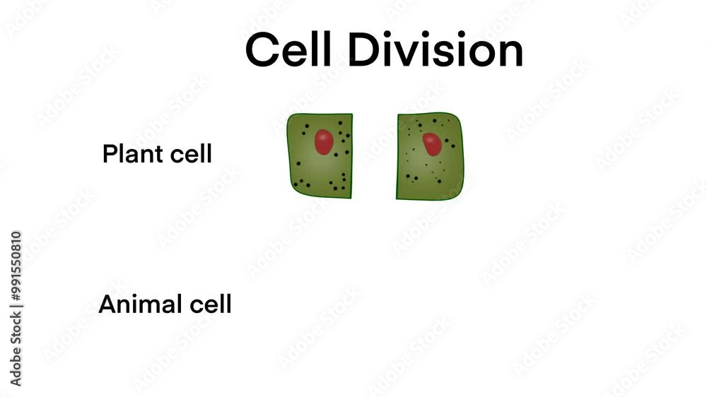 cells molecules reproduction division and multiplication process is ...