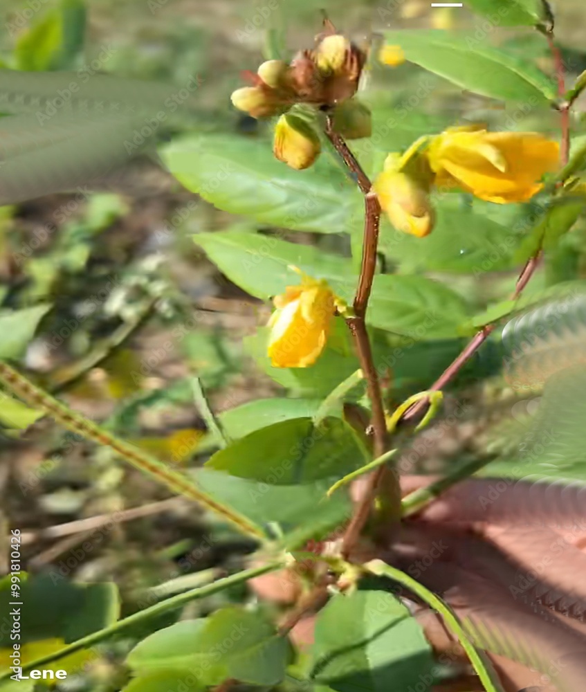 Planta medicinal .Senna macrantheraAbortivo, Combate o bócio ...