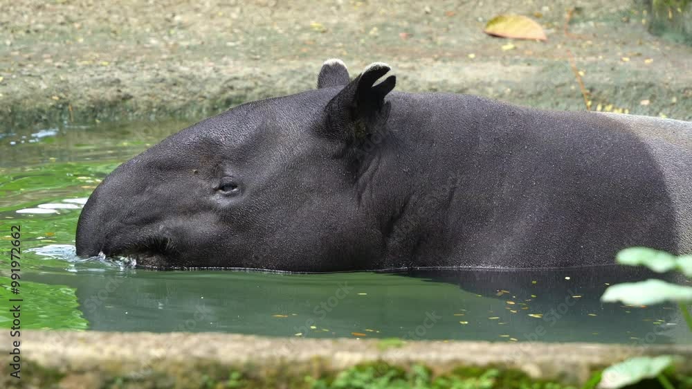 Cute Malayan tapir (tapirus indicus) bathe in the pool, cooling off ...