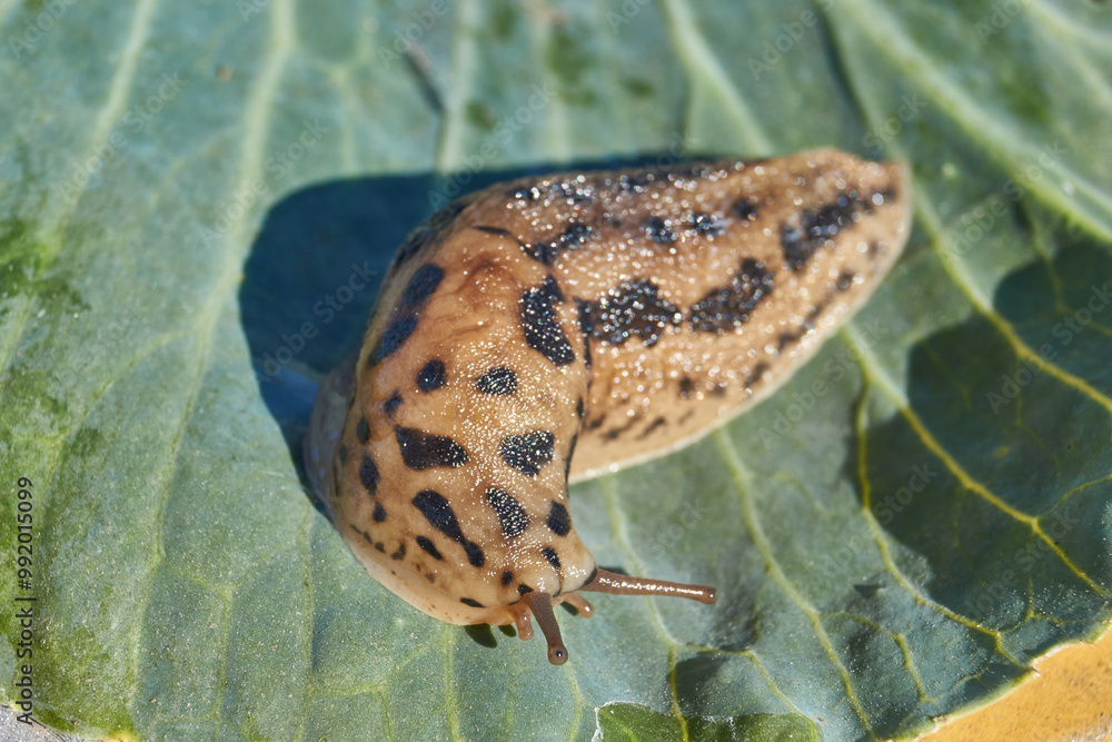 A great slug (lat. Limax maximus) crawls on cabbage leaves. The great ...