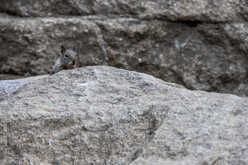A California ground squirrel on granite rocks at Yosemite Falls, Yosemite National Park ...