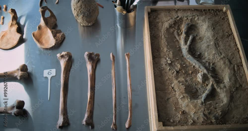 Specimen collection of fossil skulls, remains of ancient extinct human ...