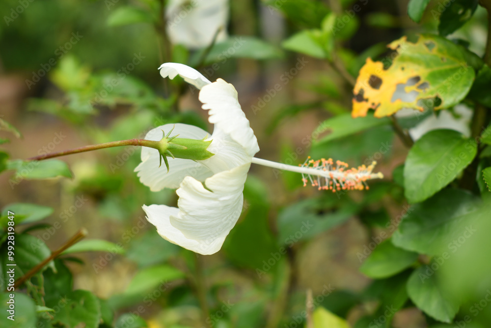 Beautiful flower of Shoeblack on plant, flower, white Shoeblackplant ...